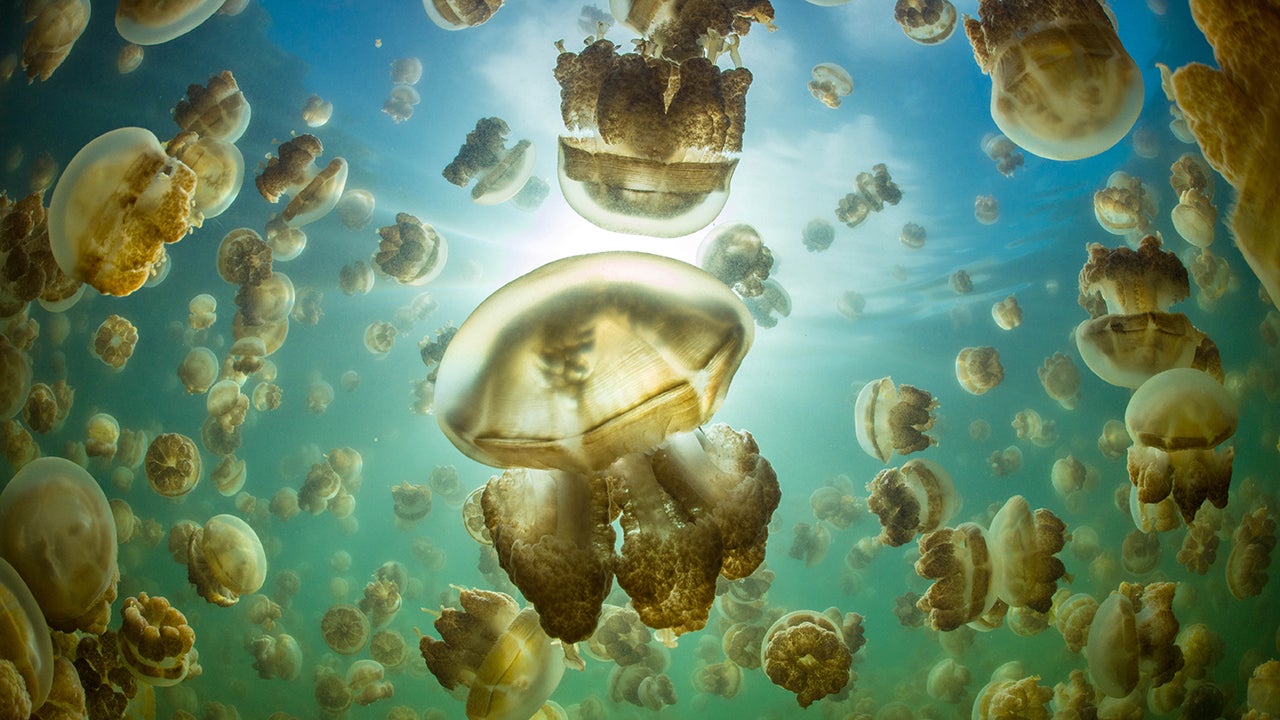 Secrets of the Seas: A Photographer's Journey Underwater (PHOTOS) | The ...