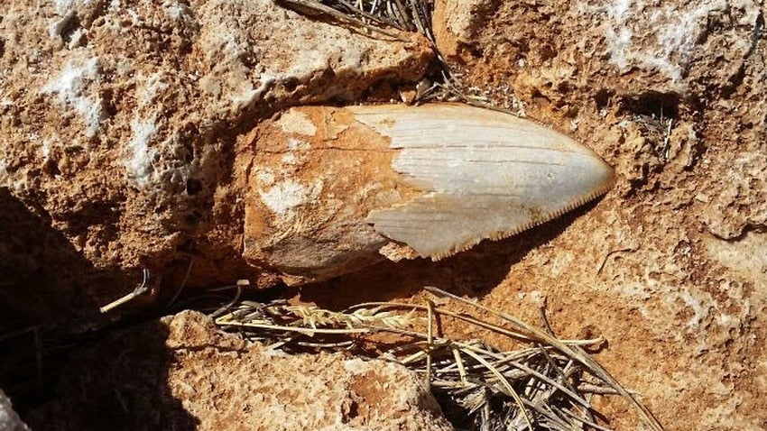 Ancient Megalodon Tooth Stolen from Australian World Heritage Site ...