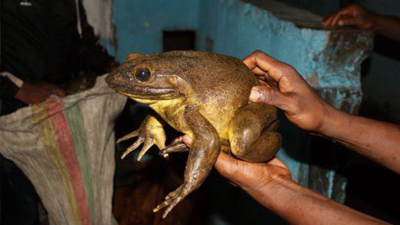 Biggest Goliath Frog In The World Got Frogs?