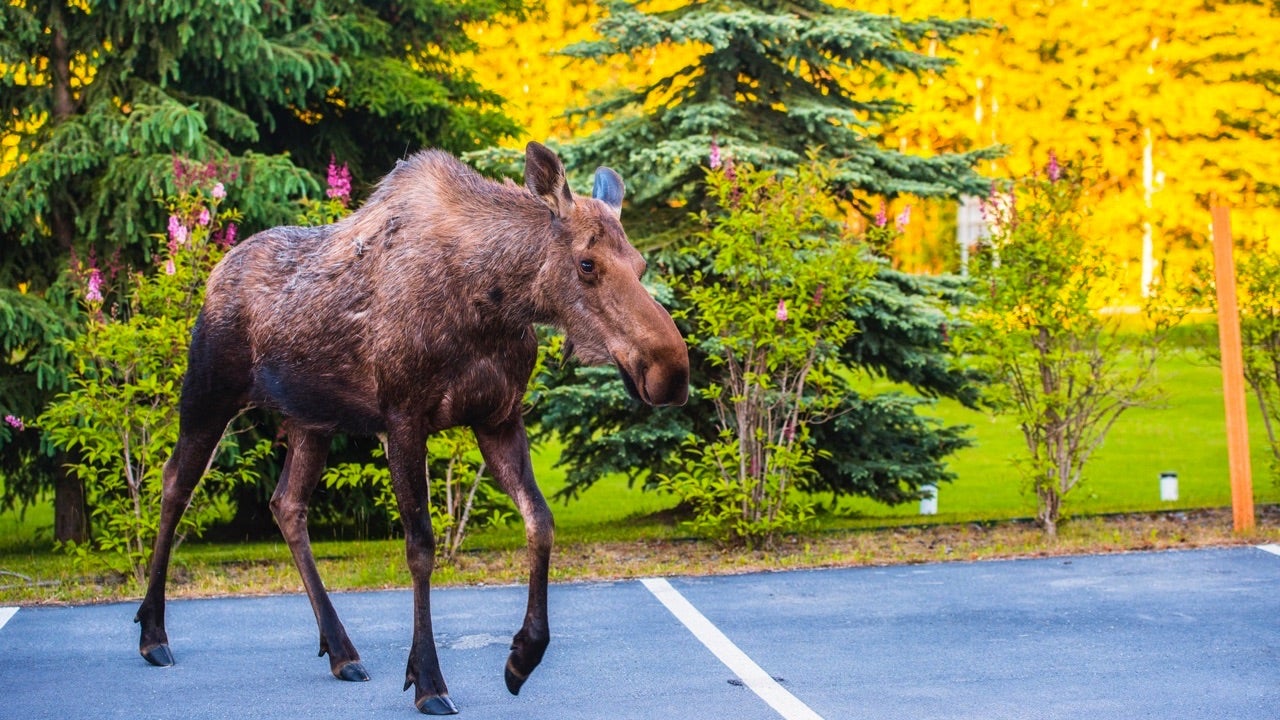 Anchorage Alaska Moose Close Up Of A Bull Moose In Rut In Late