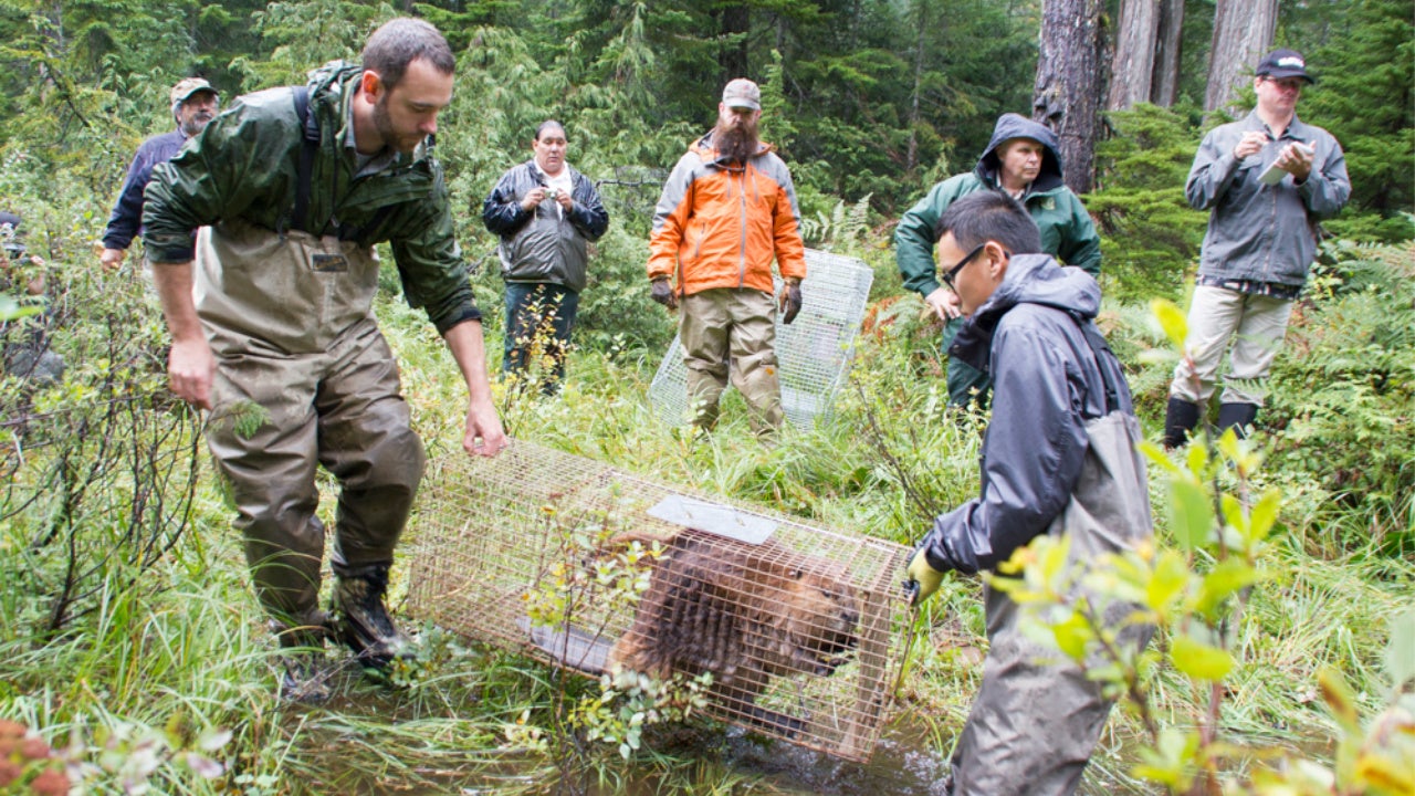 How Beavers, the Original Ecosystem Engineers, May Help the American ...