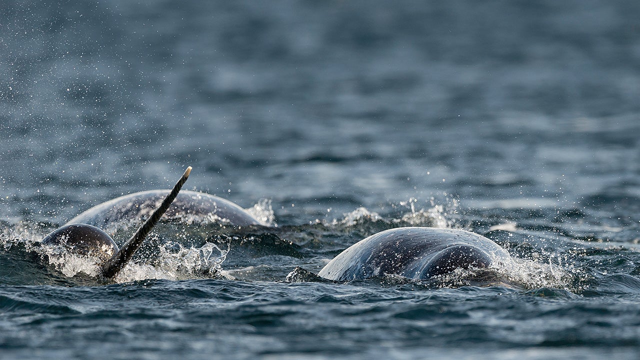 Narwhal Tusk Close Up