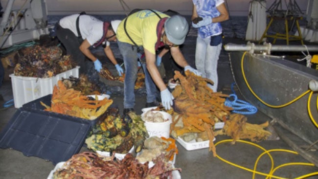 Scientists Discover 600-Mile Coral Reef in Depths of the Amazon River ...