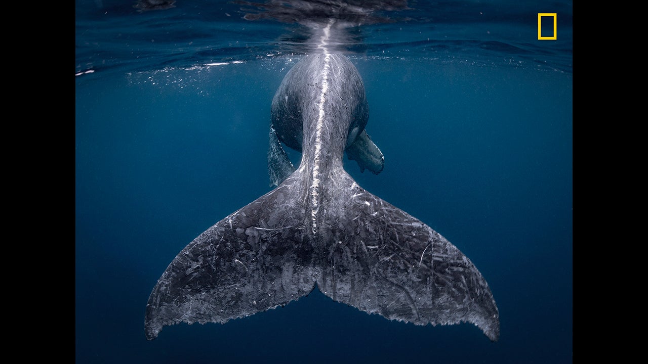 Humpback Whale Photo Wins National Geographic Travel Photographer of ...