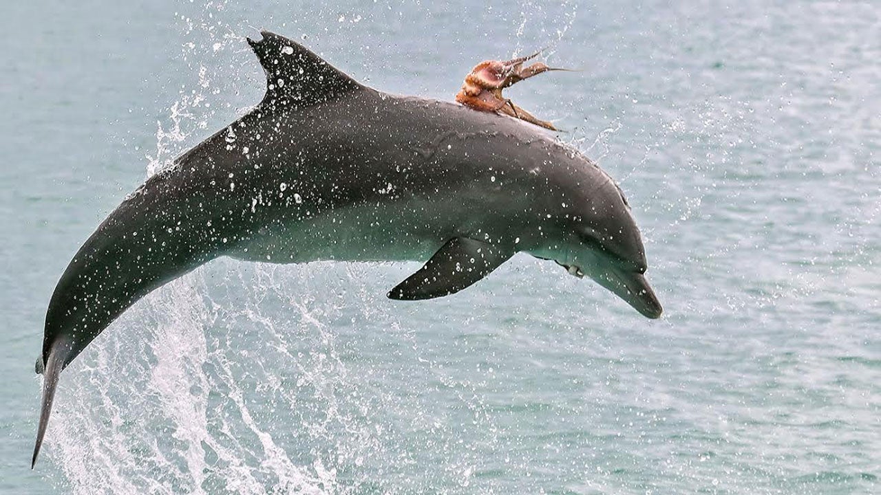 Octopus Clings to Dolphin's Back to Avoid Being Eaten | The Weather Channel