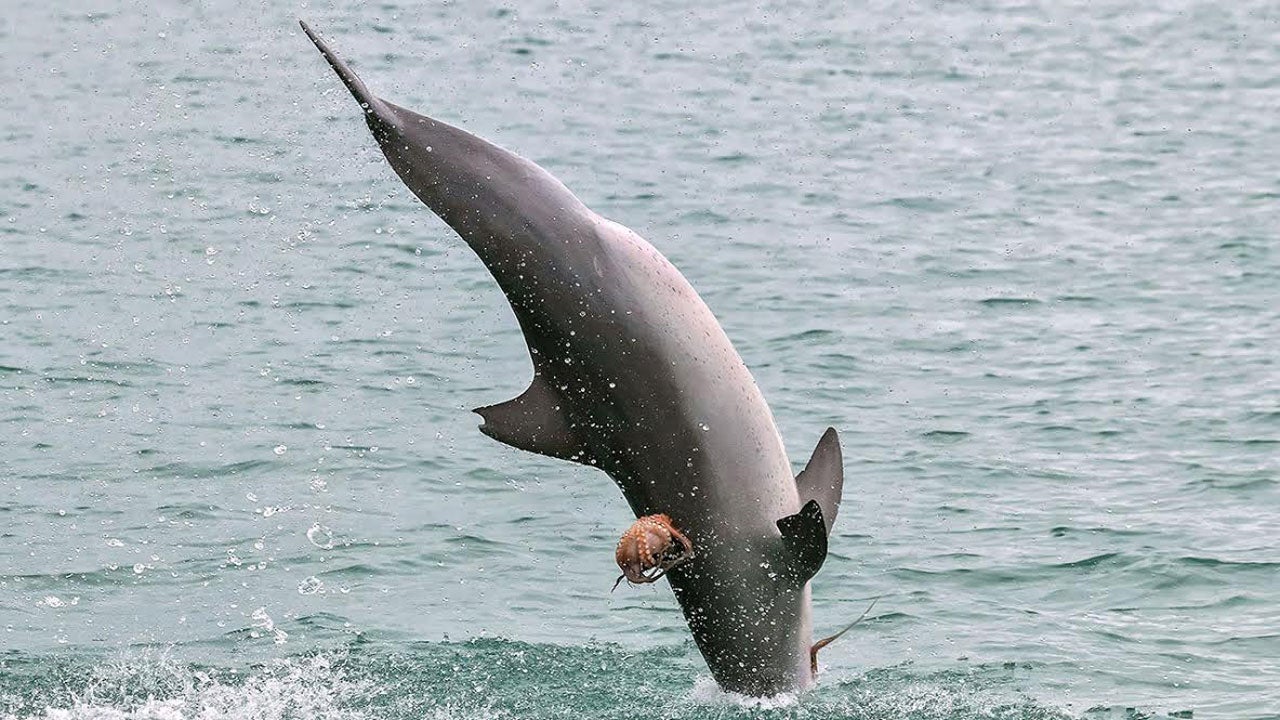 Octopus Clings to Dolphin's Back to Avoid Being Eaten | The Weather Channel