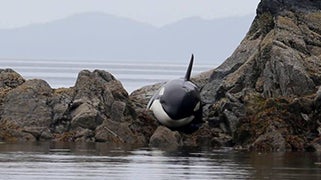 Beached Orca Whale Kept Alive For Hours By Canadian Rescue Crew | The ...