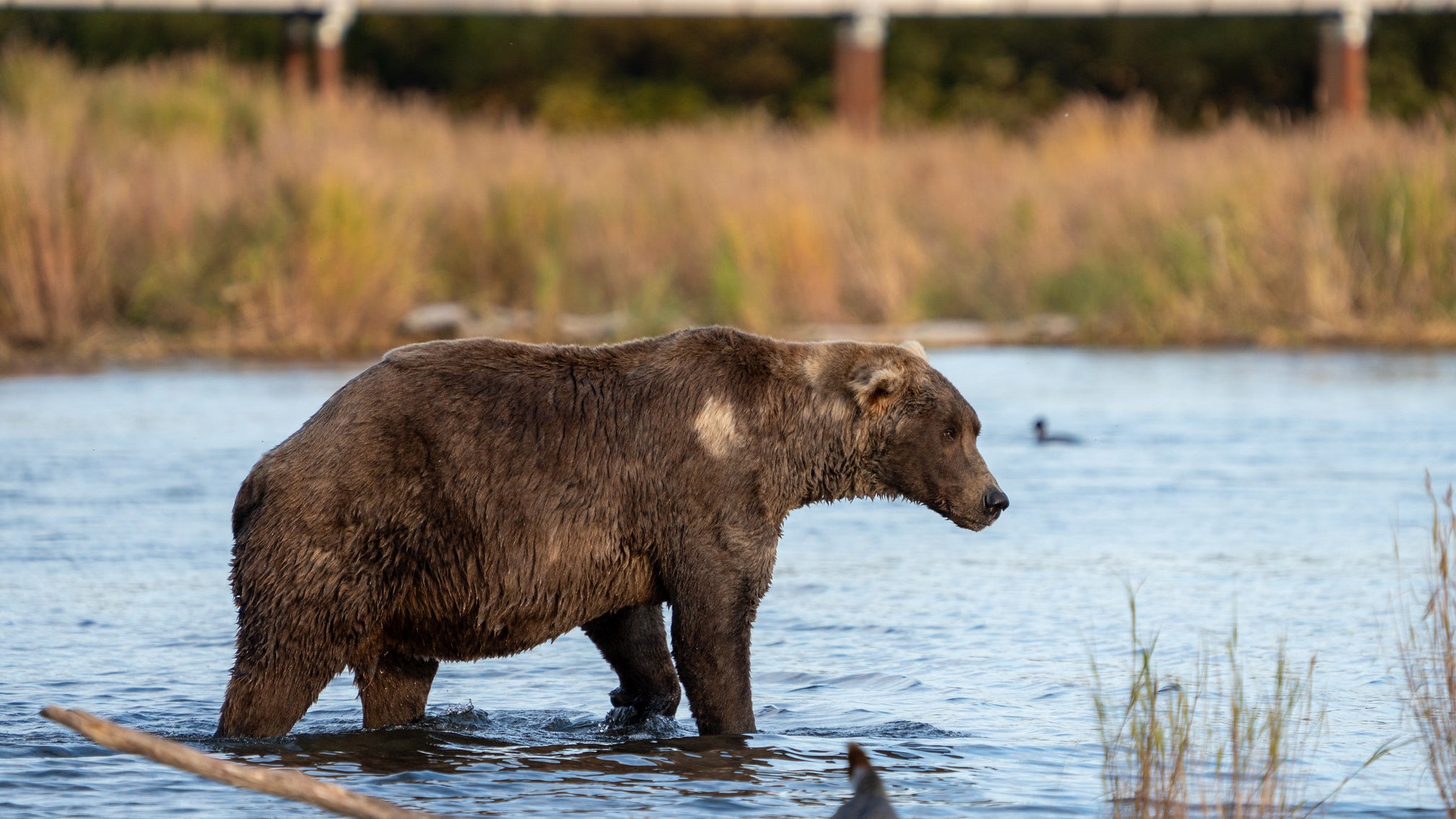 Fat Bear Week Is Here. Meet The Competition | Weather.com