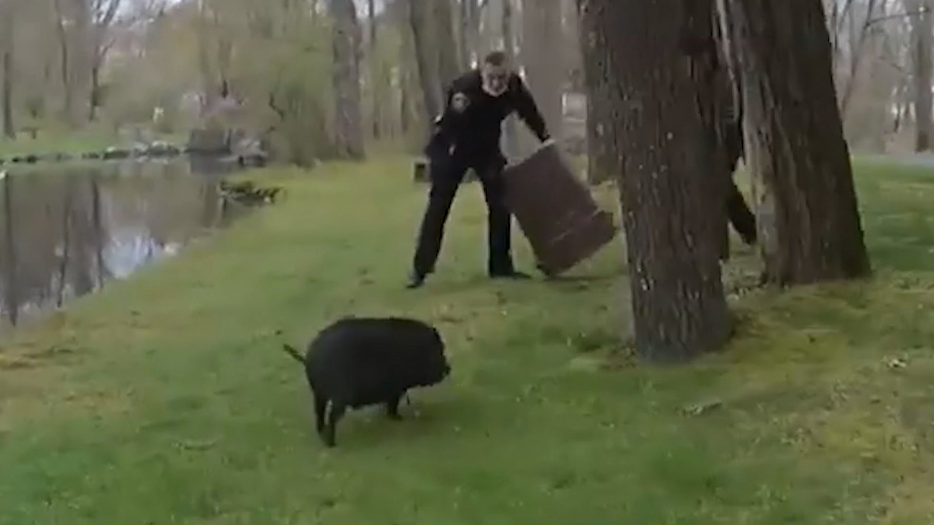 Connecticut Cops Use Trash Can to Catch Pig - Videos from The Weather ...