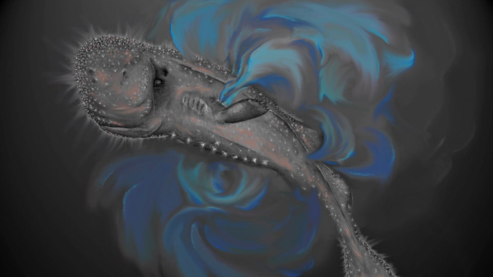 New Species of Tiny, Glow-in-the-Dark Shark Confirmed by Researchers ...