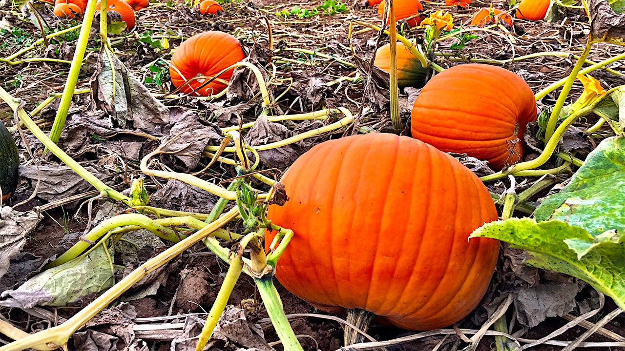 Pumpkin Patch Tragedy: Toddler Dies After Wind Tosses Giant Inflatable ...