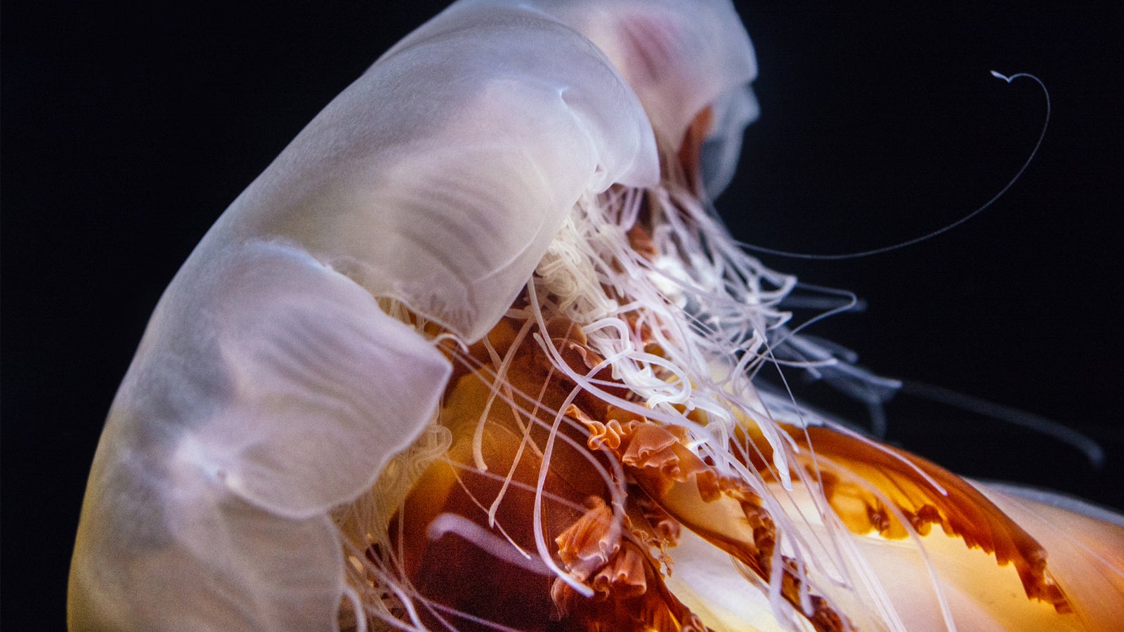 Giftig, gefürchtet? Die faszinierende Welt der Quallen | The Weather ...