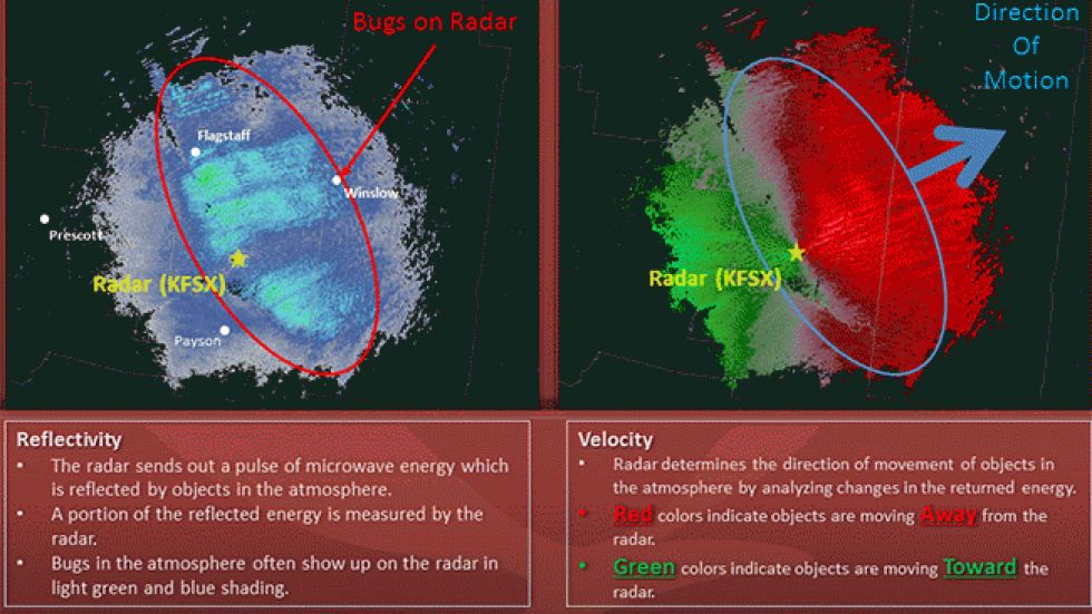 70-Mile-Wide Butterfly Migration Detected on Radar in Colorado | The ...