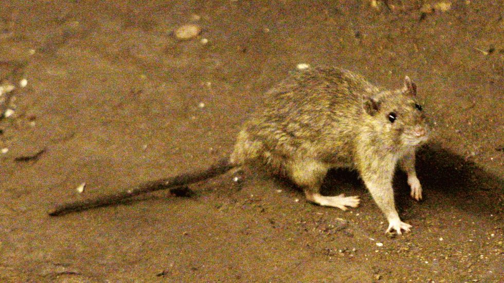 Rat Tales Abound in NYC after Superstorm Sandy | Weather.com