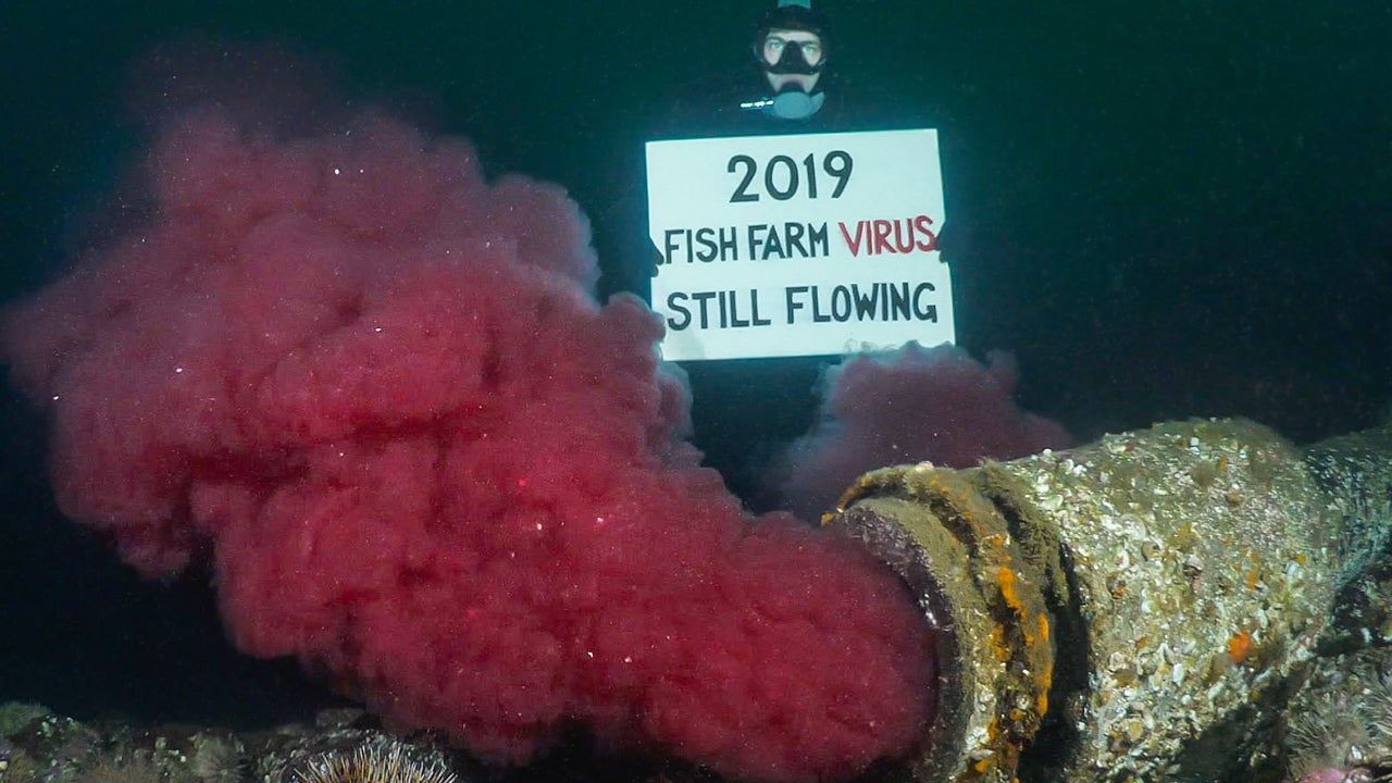 Two Years Later, Pipe Continues to Spew Blood with Salmon Virus into ...