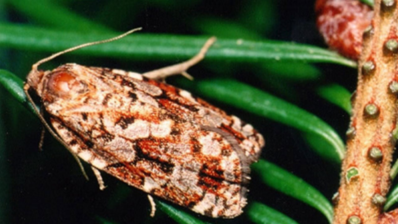 Weather Being Blamed for Invasion of Millions of Spruce Budworm Moths ...
