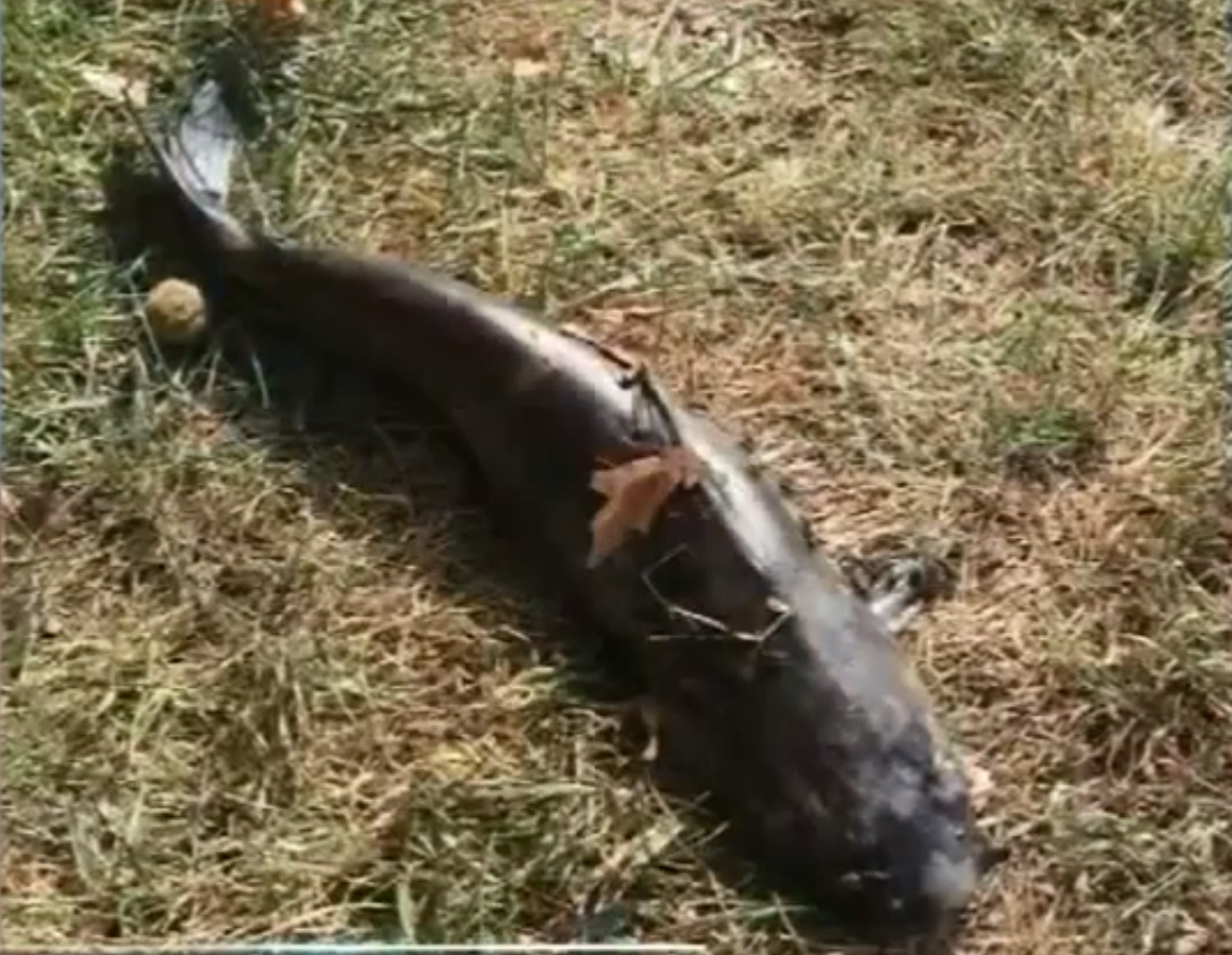 Catfish Falls From the Sky and Slaps Pennsylvania Woman in the Face ...
