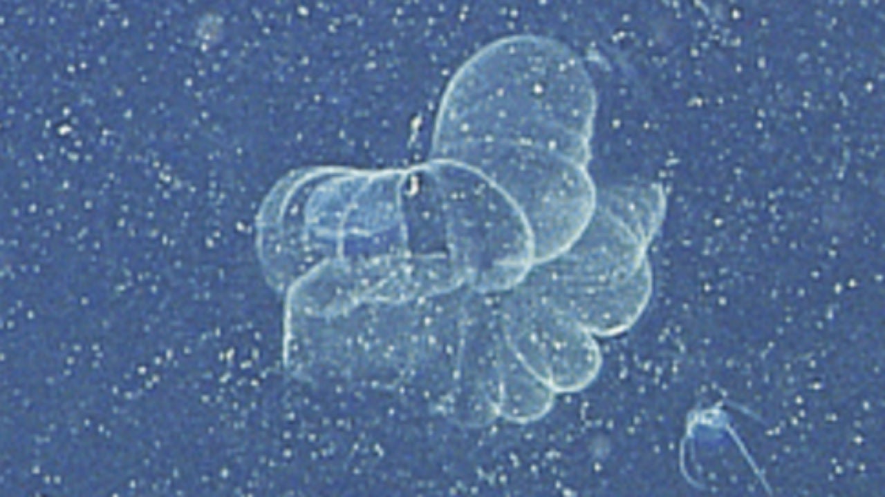 Mysterious, Elusive Sea Creature Spotted More Than a Century After Its ...