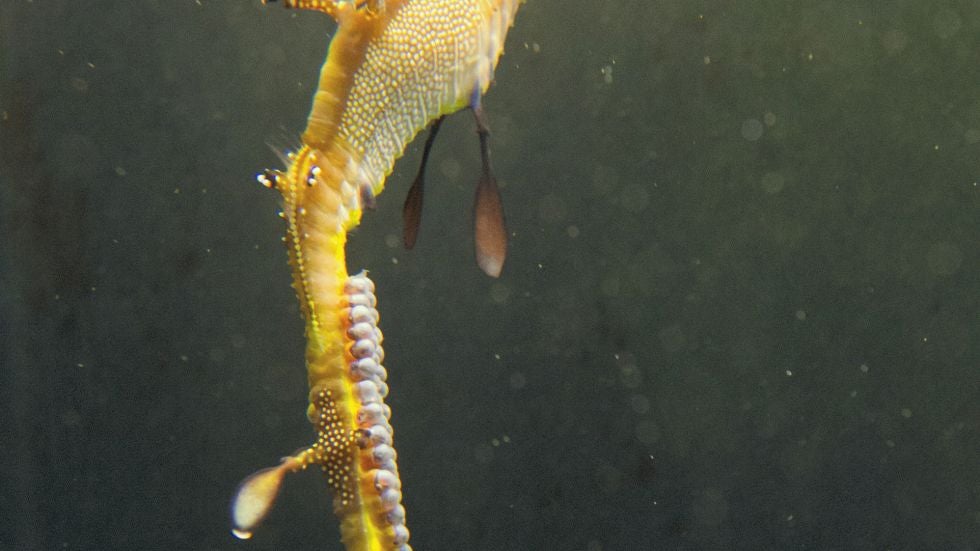 Male Sea Dragon Gives Birth | The Weather Channel