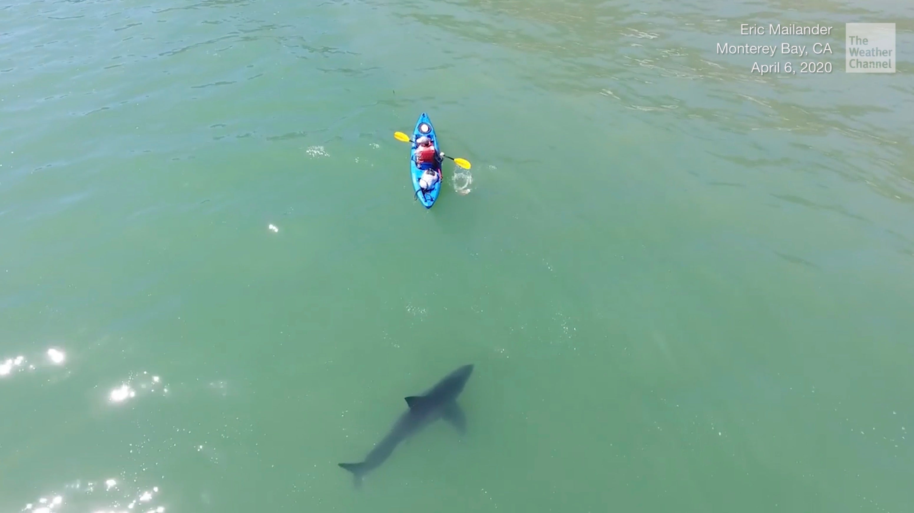 White Shark Heaven in Monterey Bay is a Problem for Surfers | The ...