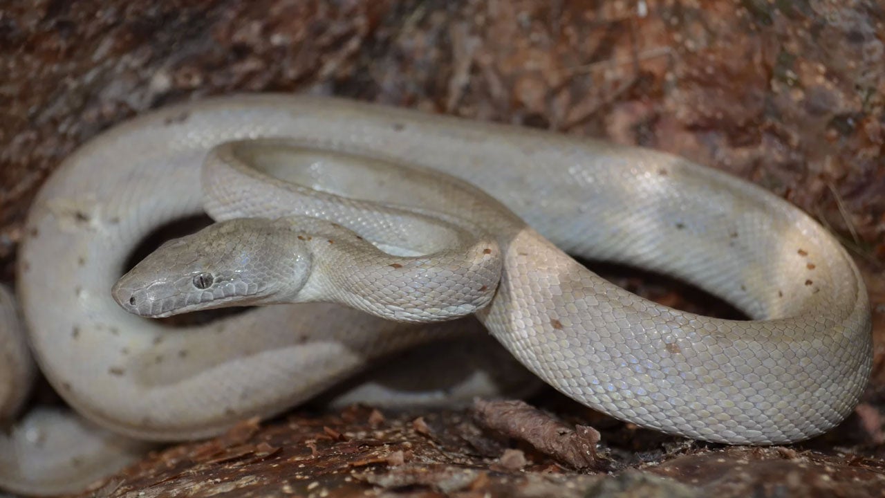 Scientists Discover New 'Metal' Snake Species Off Bahamian Coast | The ...