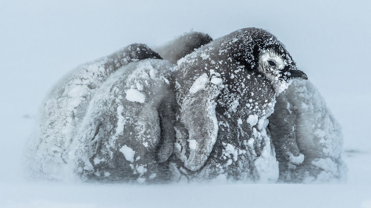 How Do Baby Penguins Get Through Antarctic Blizzards? With Lots of ...