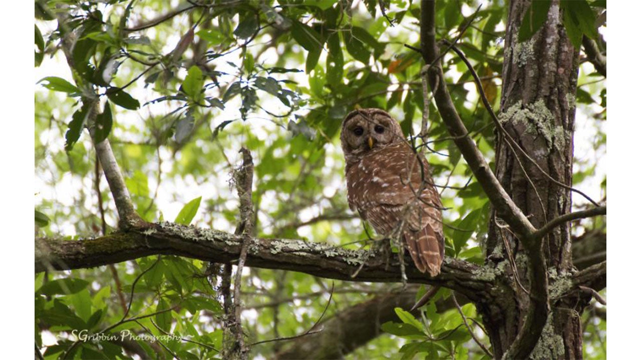 We Asked, You Shared: Cute Animals Enjoying Springtime | The Weather ...