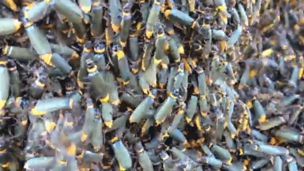 Not Just Cicadas! 6 Other Gross Insects That Swarm | Weather.com