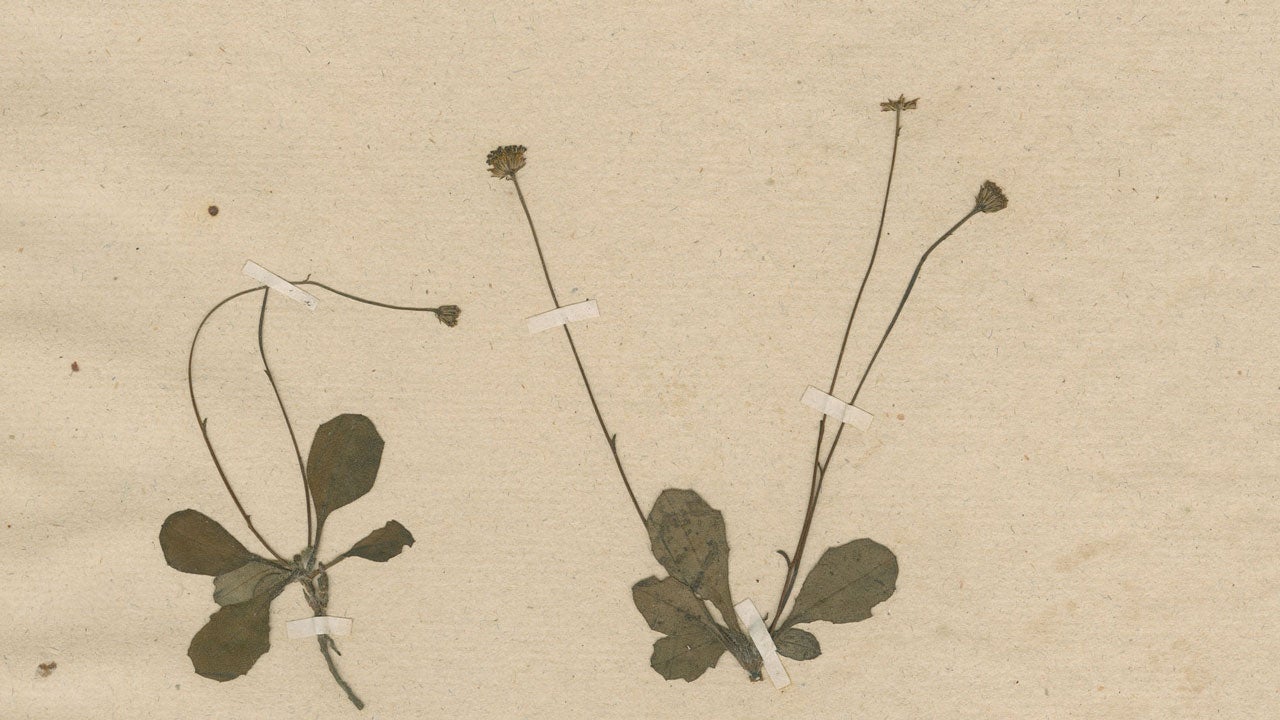 Irreplaceable Plant Specimens from France Destroyed in Mix-Up With ...