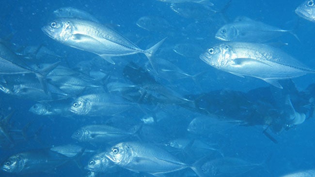 Fish Will Shrink, Struggle to Breathe in Waters Warmed by Climate ...