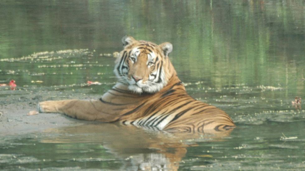 Tiger Tracker: Tales from a Conservation Biologist | The Weather Channel