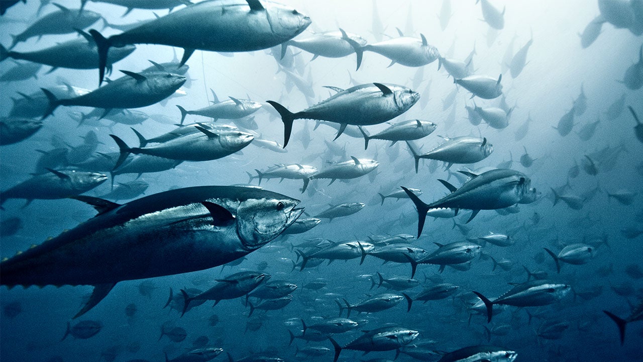Climate Change Driving Tuna From Regular Habitats Towards Cooler Waters ...