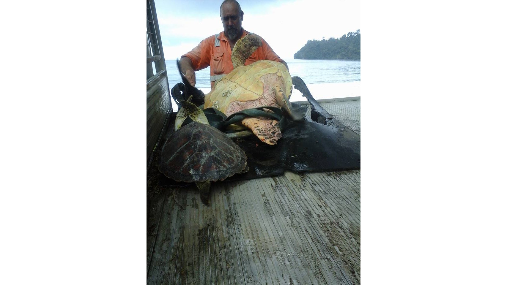 Man Rescues Sea Turtles, Releases Them Back To Sea | The Weather Channel