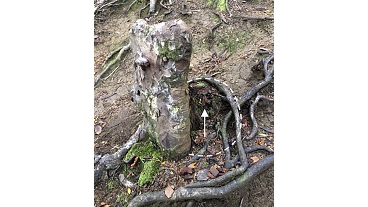 Vampire Tree Stump Remains Alive by Drawing Sustenance from Neighboring ...