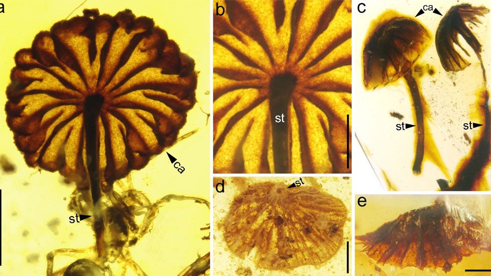 99 Million-Year-Old Mushrooms Found Preserved Inside Burmese Amber ...