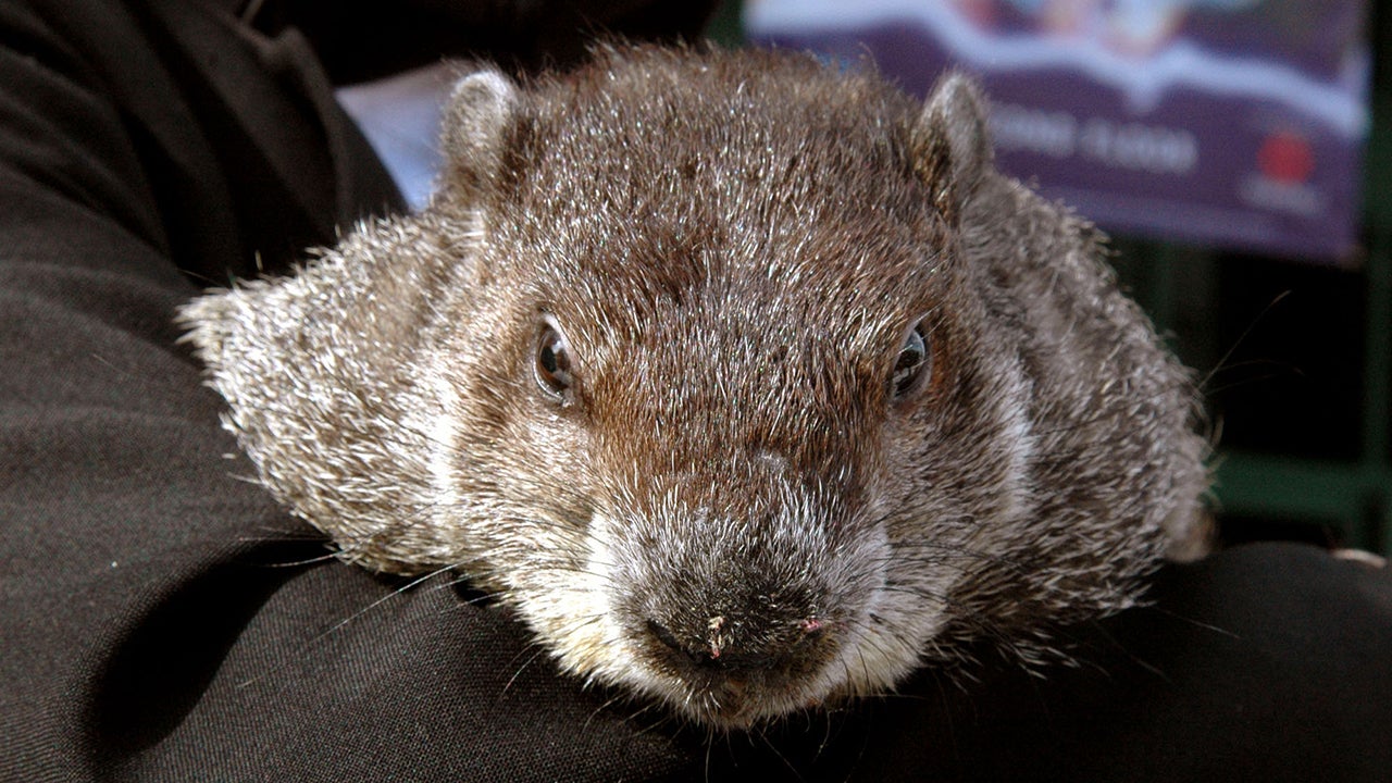 Groundhog Day 2015: Top 11 Groundhogs to Watch (PHOTOS) | The Weather ...