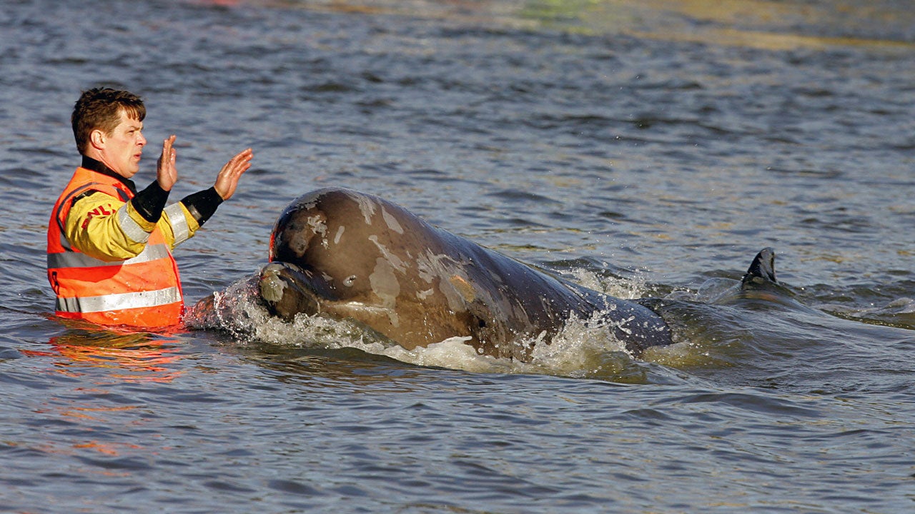 Seals, Other Marine Life Have Taken to River Thames, Long Considered a ...