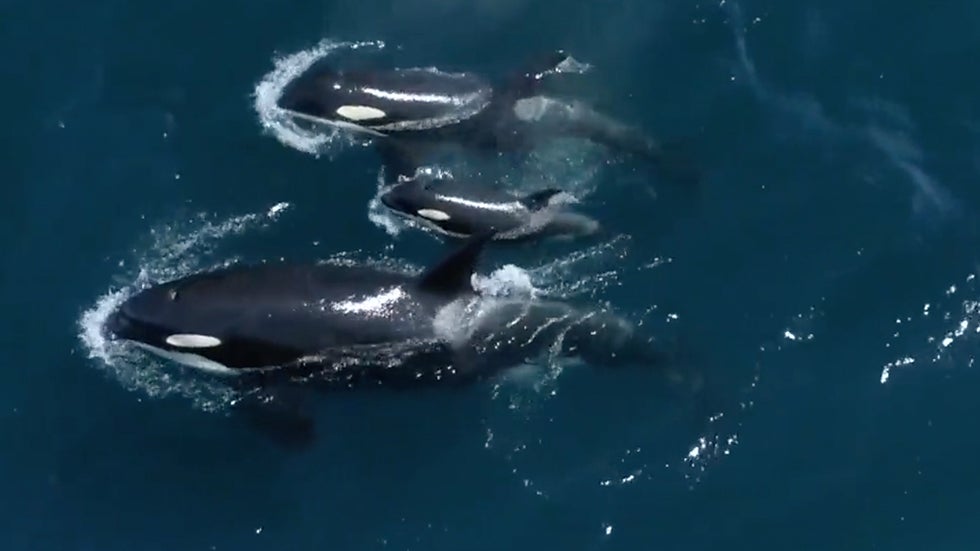 In a Rare Visit, Southern Resident Killer Whale Pod Turns up in ...