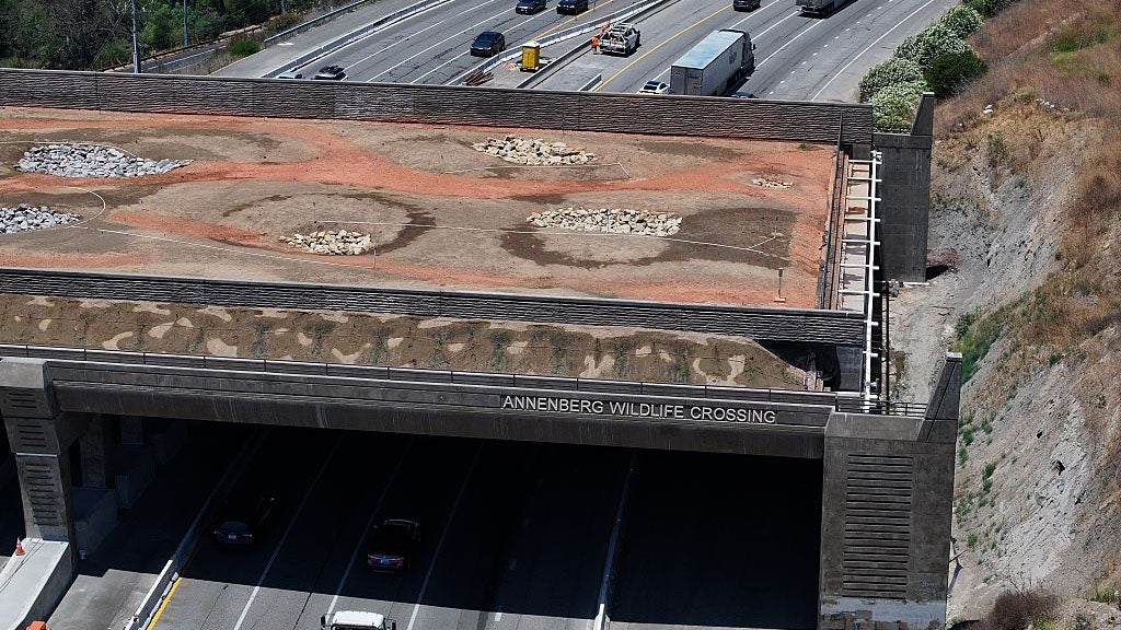 Milestone Reached For California Wildlife Bridge | Weather.com