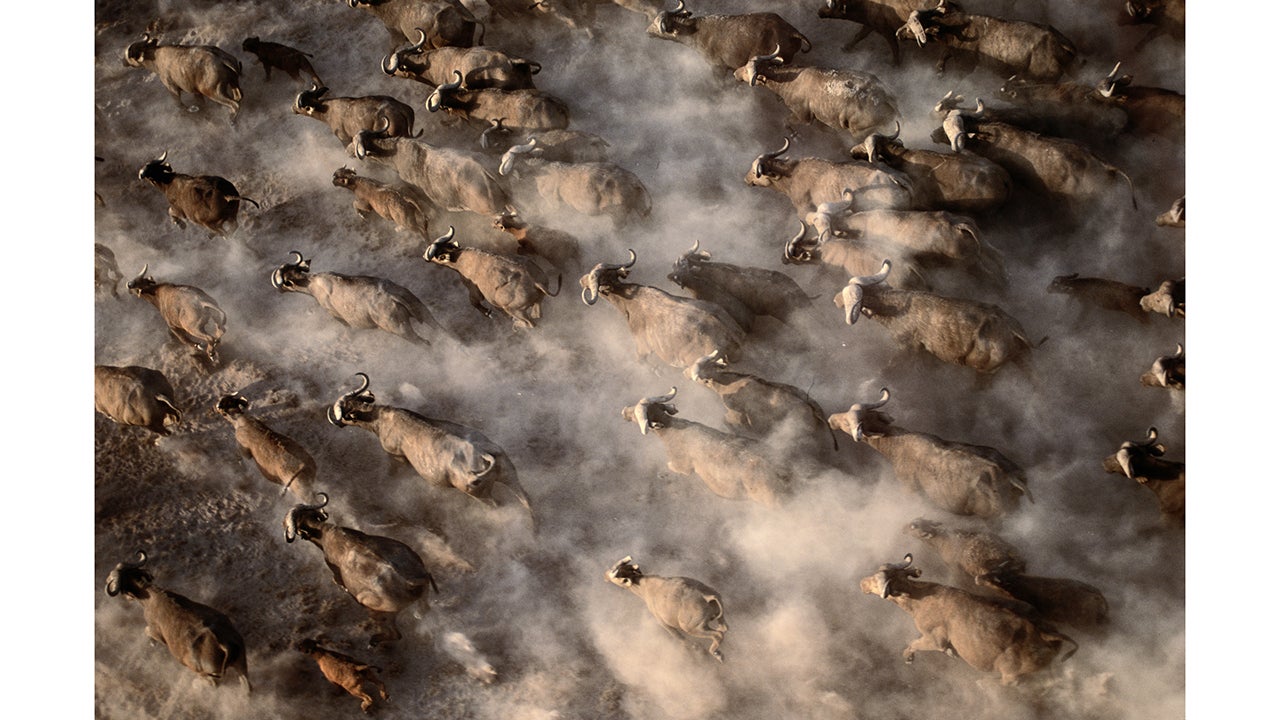 Wildlife in Motion: Stunning Photos of Animal Migrations Around the ...