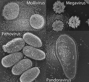 Scientists Awaken Ancient Giant Virus Discovered in Siberian Permafrost ...
