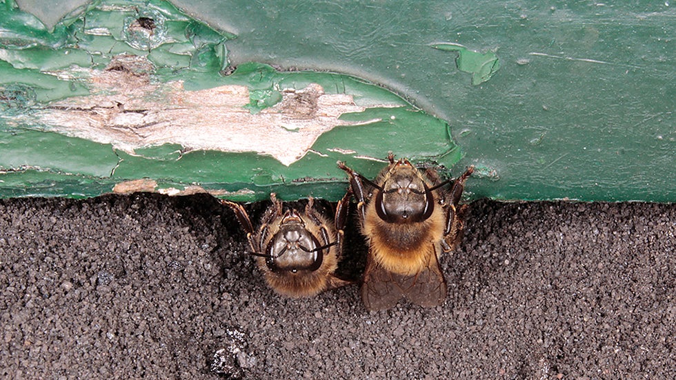 They're Alive!: Bees Buried Months Under Ash - Videos from The Weather ...