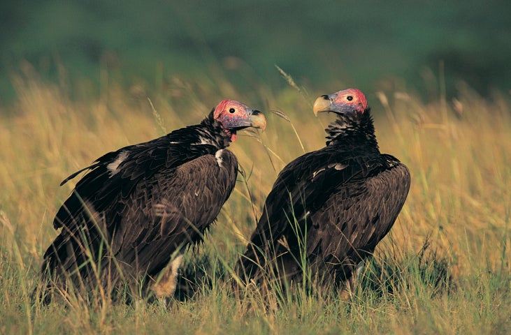 Why Vultures Devoured a Hiker's Body in Minutes | Weather.com