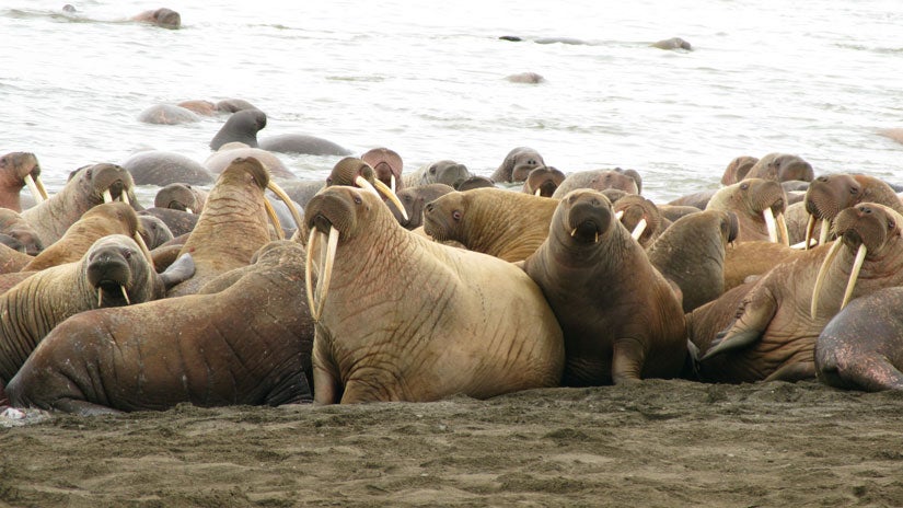 Melting Ice Causes Thousands Of Walrus To Wash Up On Alaskan Shore ...