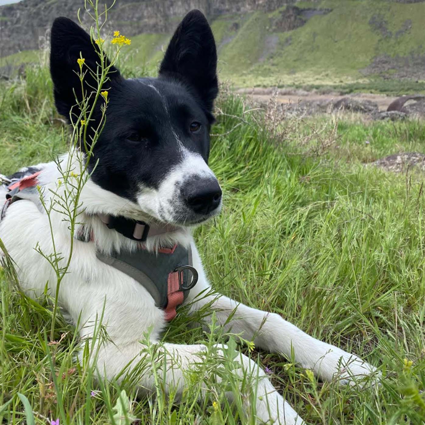 Weather Buddies: 'Quill' | Weather.com