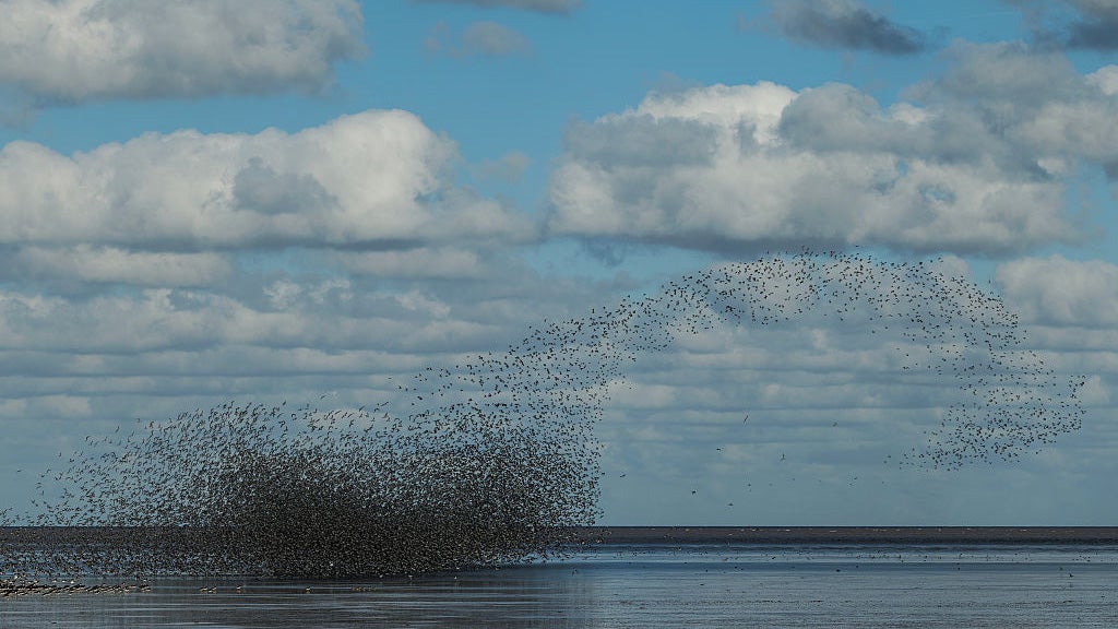 Weather Words: 'Murmuration' | Weather.com