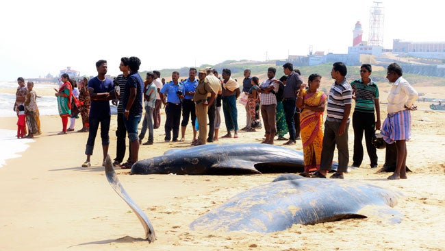 At Least 80 Whales Beach Themselves on India Coast | The Weather Channel