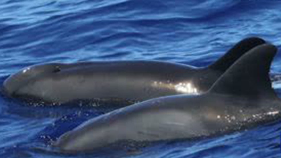 Whale + Dolphin = Wolphin? | The Weather Channel