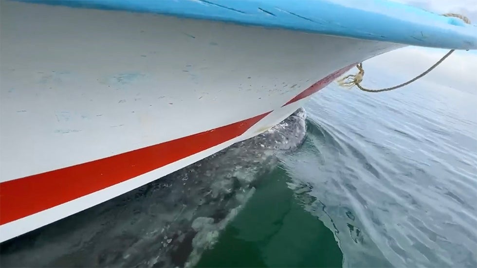 ‘Miracle’ Jindo Sea Parts Each Year, Connects 2 Korean Islands - Videos ...