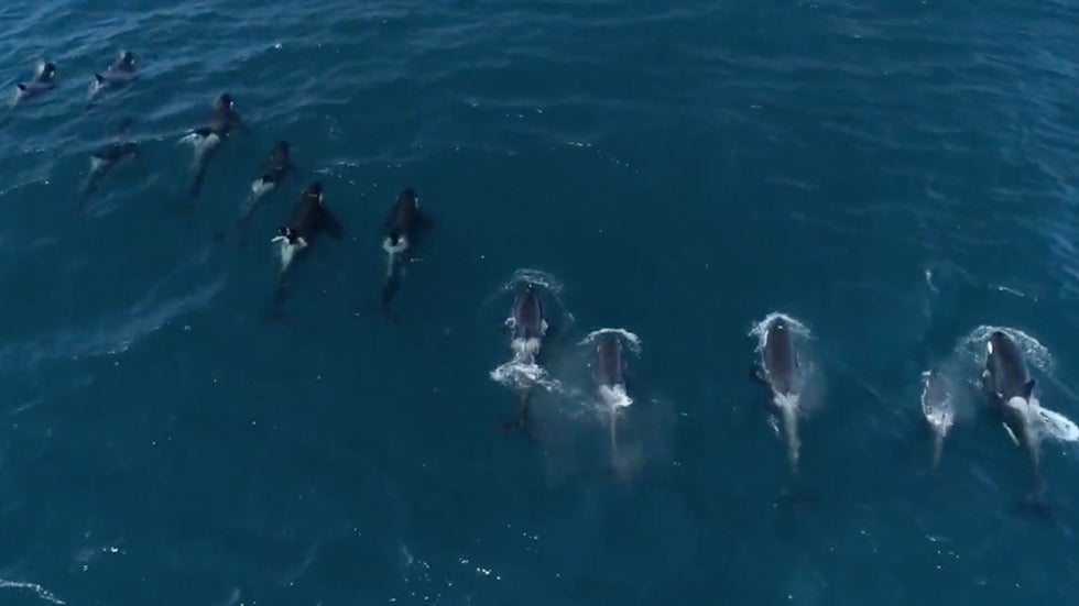 In a Rare Visit, Southern Resident Killer Whale Pod Turns up in ...
